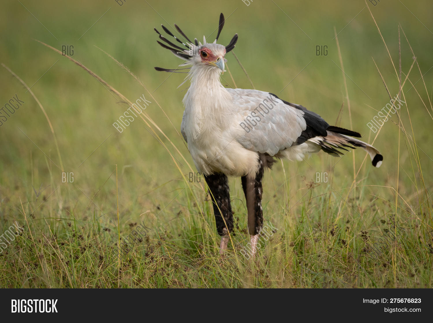 Imagen y foto Secretary Bird (prueba gratis) | Bigstock