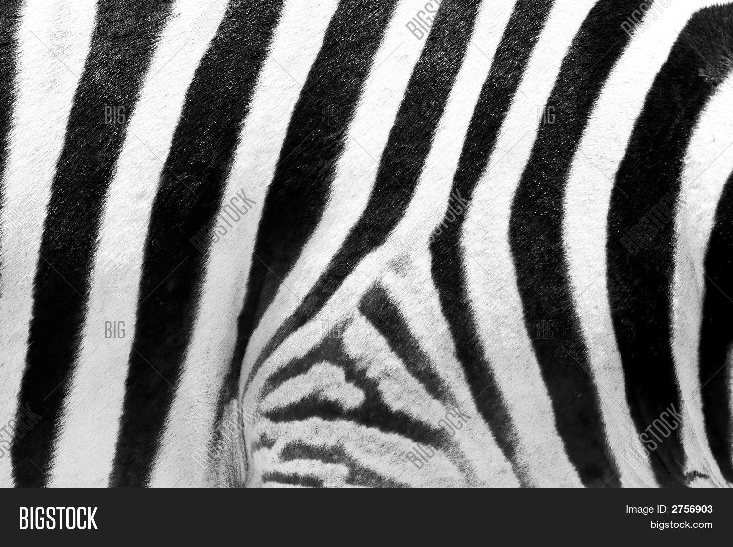 Zebra Skin Image & Photo (Free Trial) | Bigstock