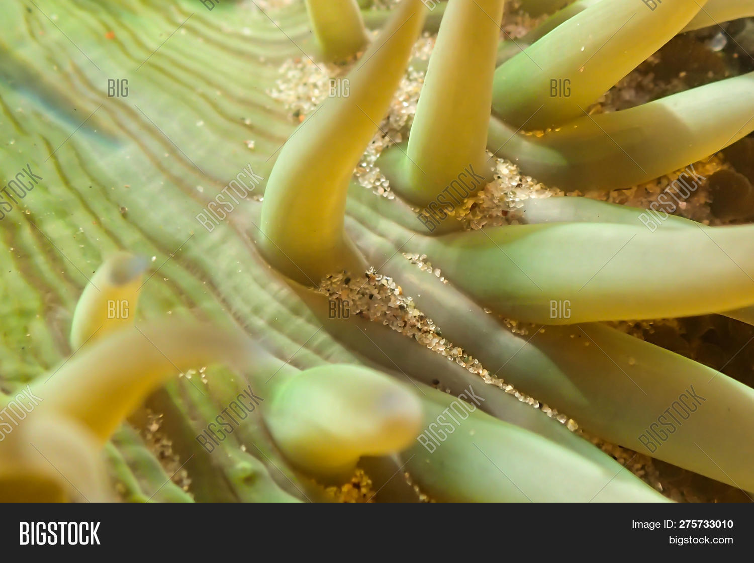 Close Detail Sea Image & Photo (Free Trial) | Bigstock