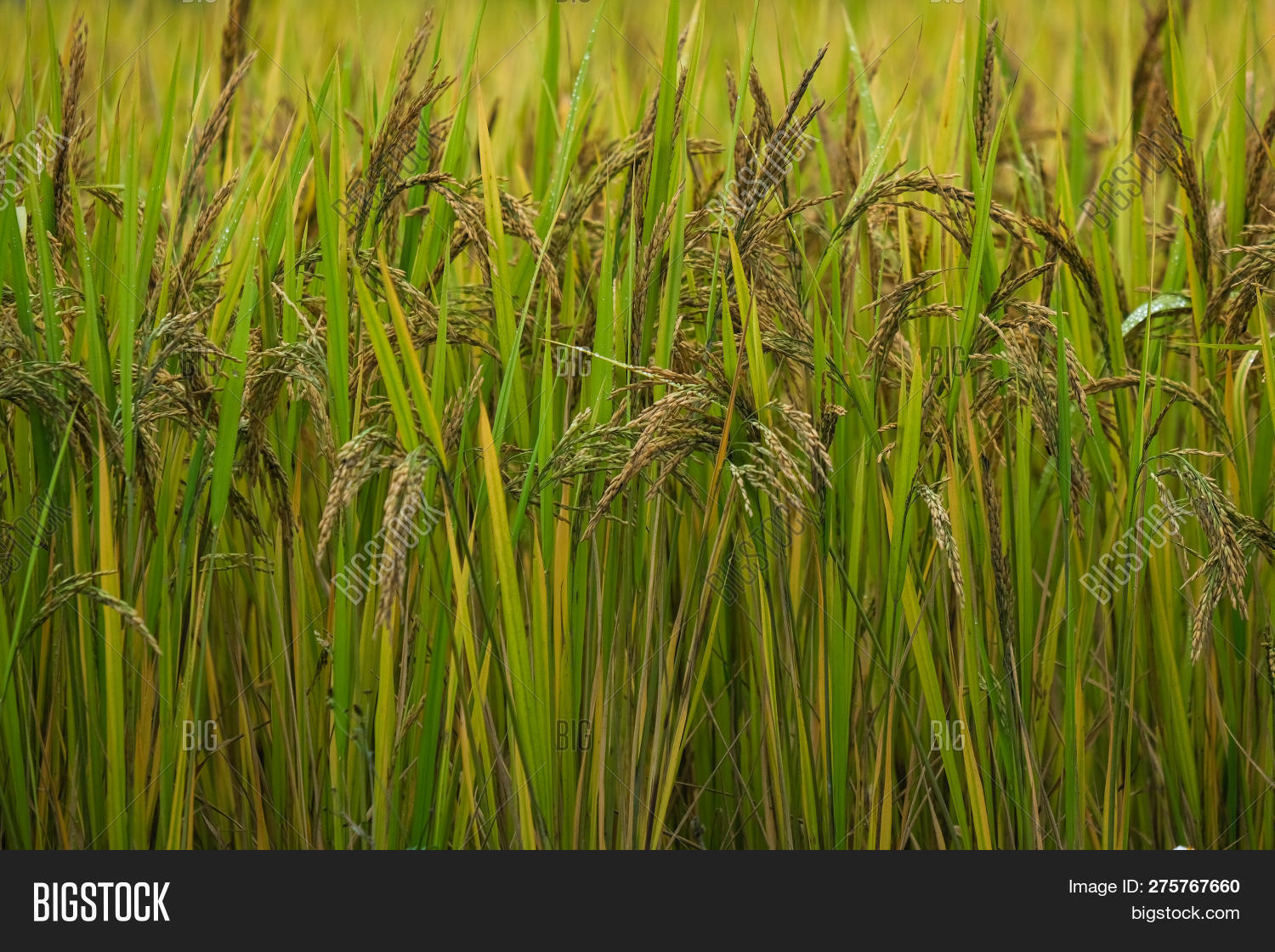 Rice Paddy Field Image & Photo (Free Trial) | Bigstock