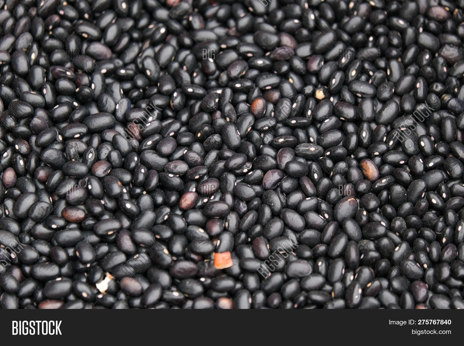 Black Bean Seed Vigna Image & Photo (Free Trial) | Bigstock