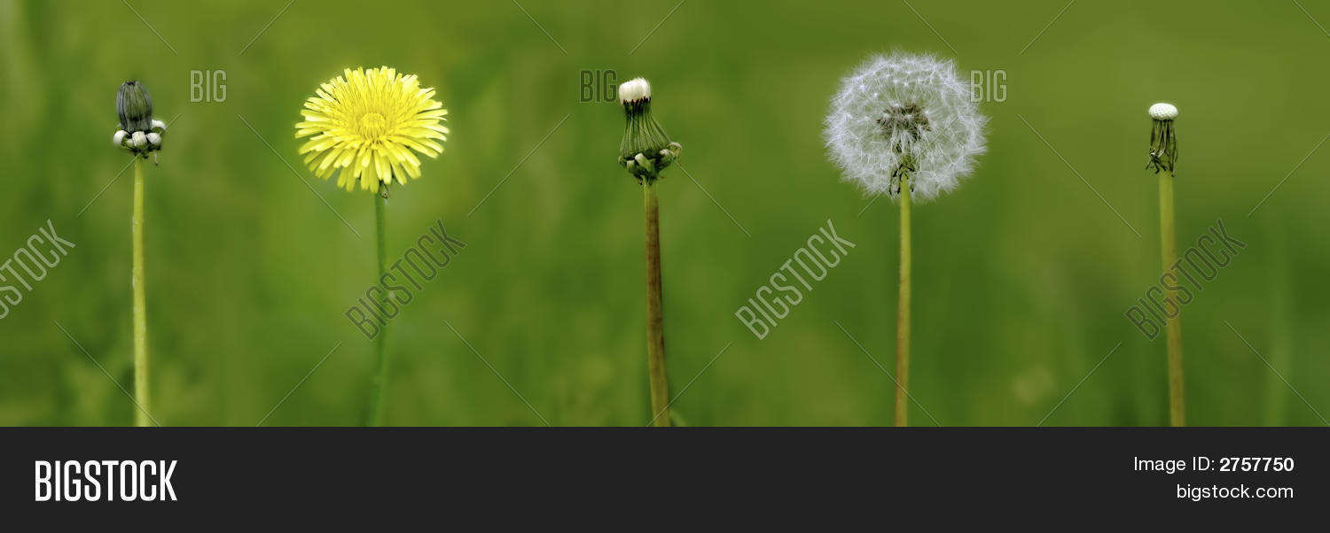 Dandelion Image & Photo (Free Trial) | Bigstock