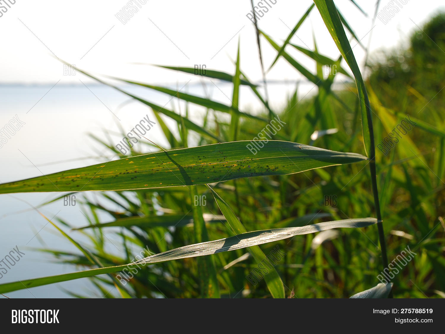 Bodden Landscape Image & Photo (Free Trial) | Bigstock