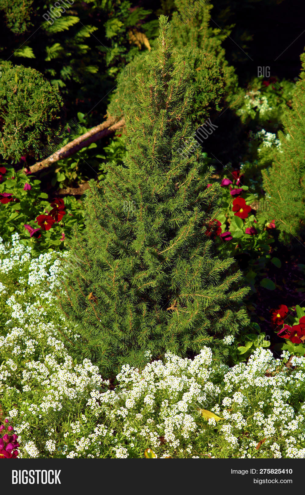 Manicured Pine Tree Image & Photo (Free Trial) | Bigstock