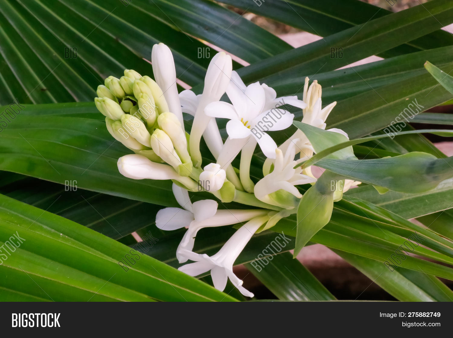 White Tuberose Flowers Image & Photo (Free Trial) | Bigstock