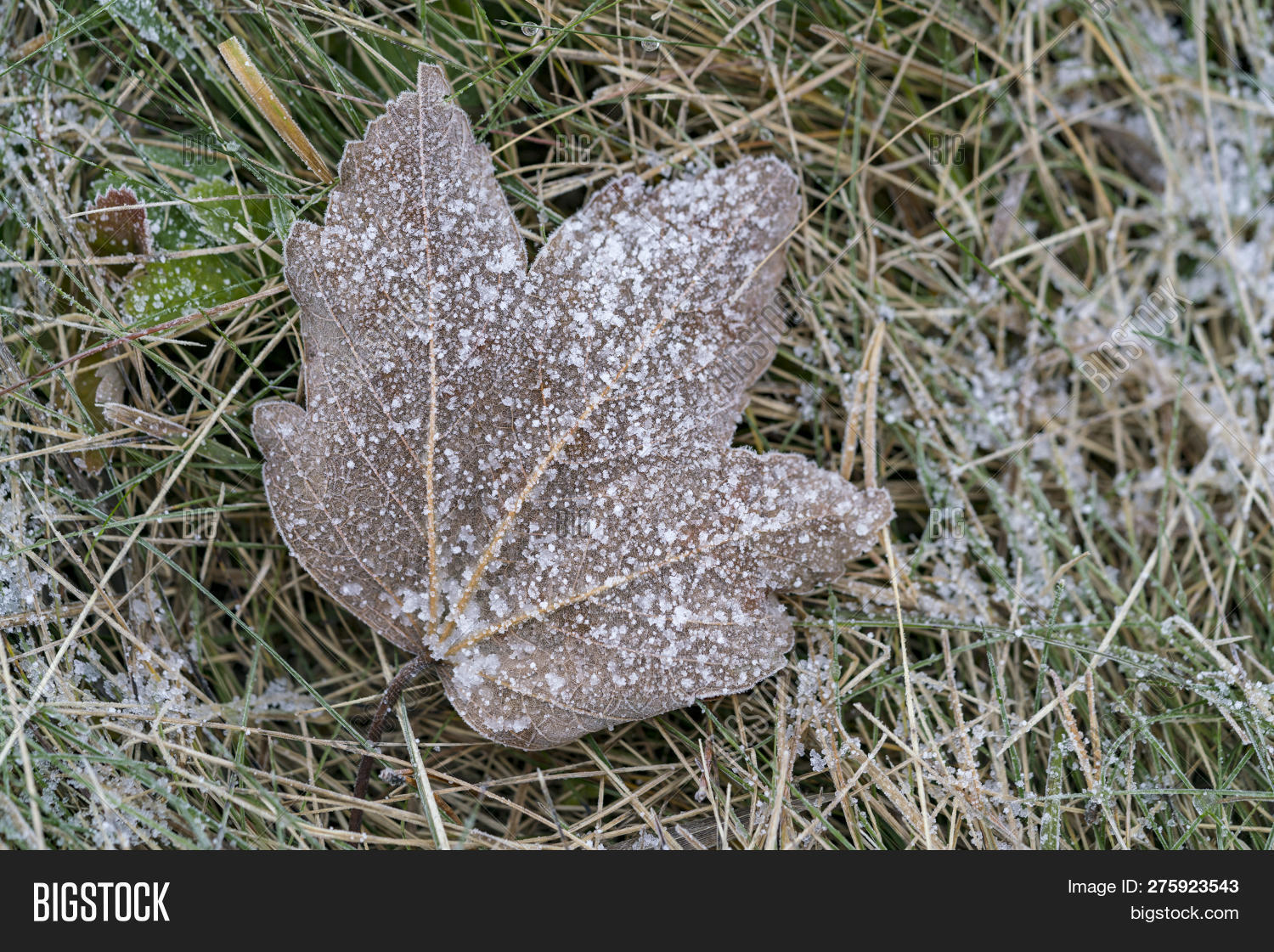 Frozen Withered Leaf Image & Photo (Free Trial) | Bigstock