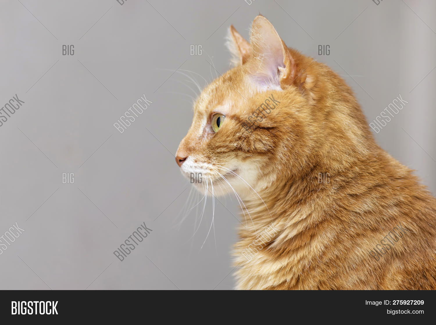 Fluffy Red Cat Side Image & Photo (Free Trial) | Bigstock