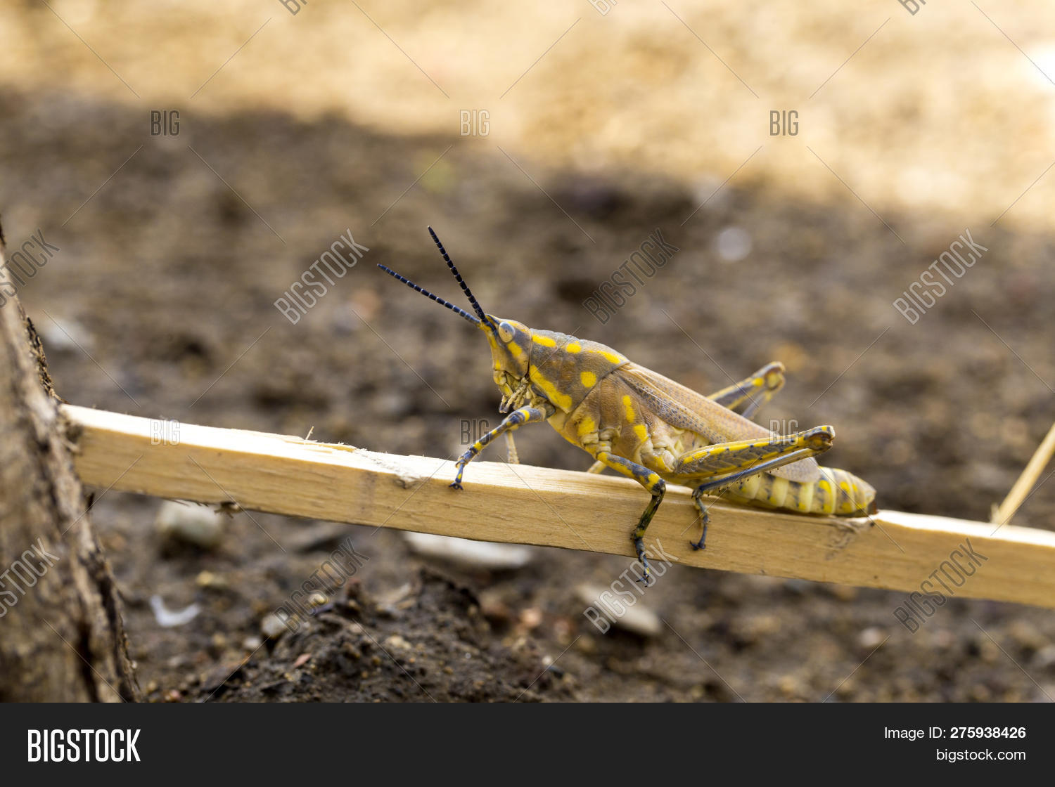 Brown Grasshopper Image & Photo (Free Trial) | Bigstock