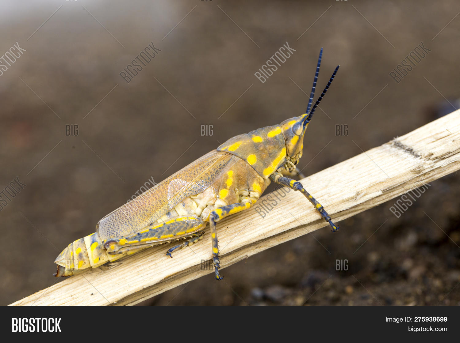 Brown Grasshopper Image & Photo (Free Trial) | Bigstock