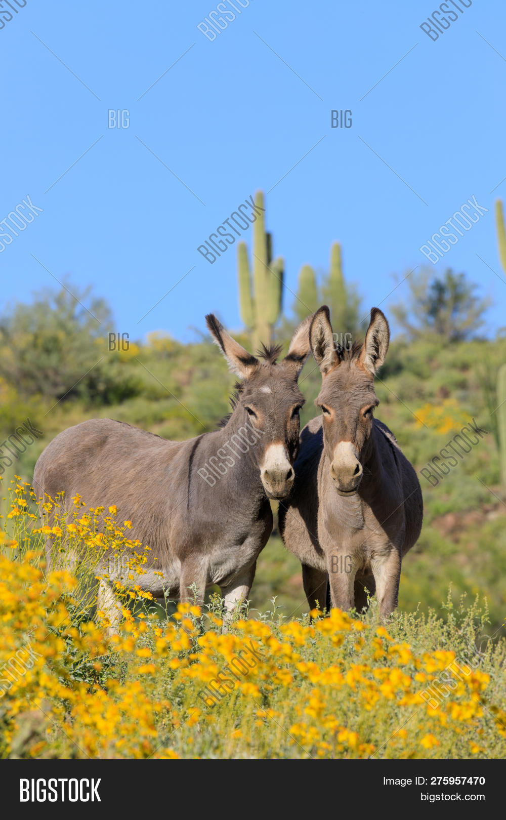 Cute Wild Burros Image & Photo (Free Trial) | Bigstock