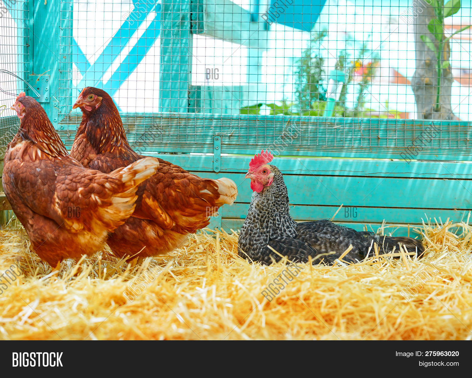 Hens Poultry Hen House Image & Photo (Free Trial) | Bigstock