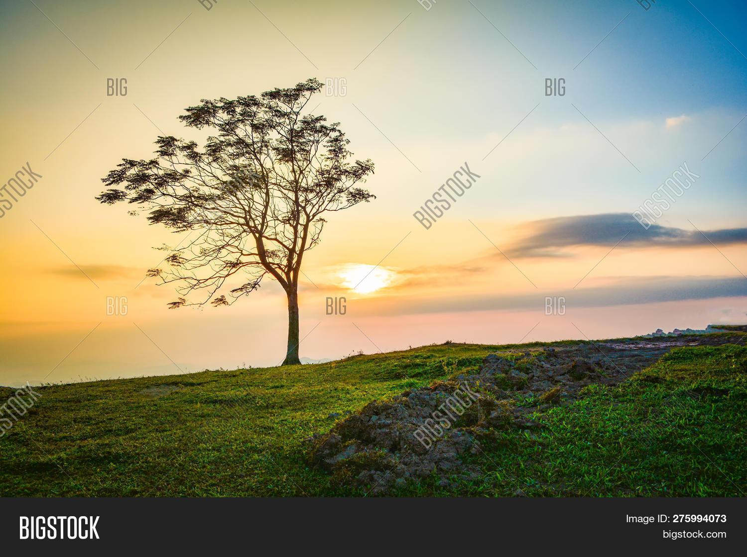 One Tree Tree On Slope Image & Photo (Free Trial) | Bigstock