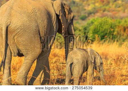 Back Side Mother Image & Photo (Free Trial) | Bigstock