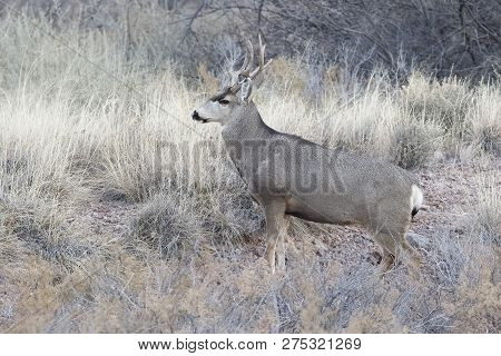 Male Mule Deer ( Image & Photo (Free Trial) | Bigstock