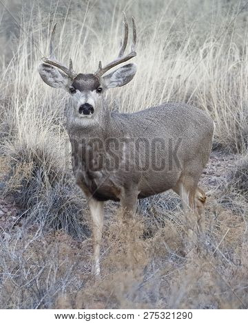 Male Mule Deer ( Image & Photo (Free Trial) | Bigstock