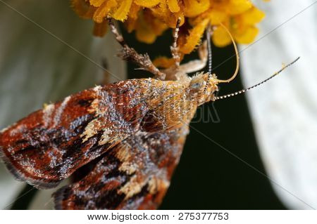 Macro Photography Moth Image & Photo (Free Trial) | Bigstock