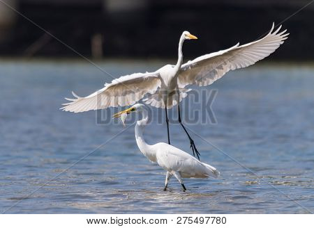 Bird Fight - Great Image & Photo (Free Trial) | Bigstock