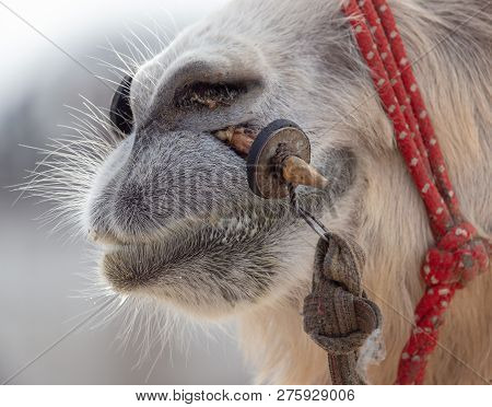 Nose Camel Harness Image & Photo (Free Trial) | Bigstock