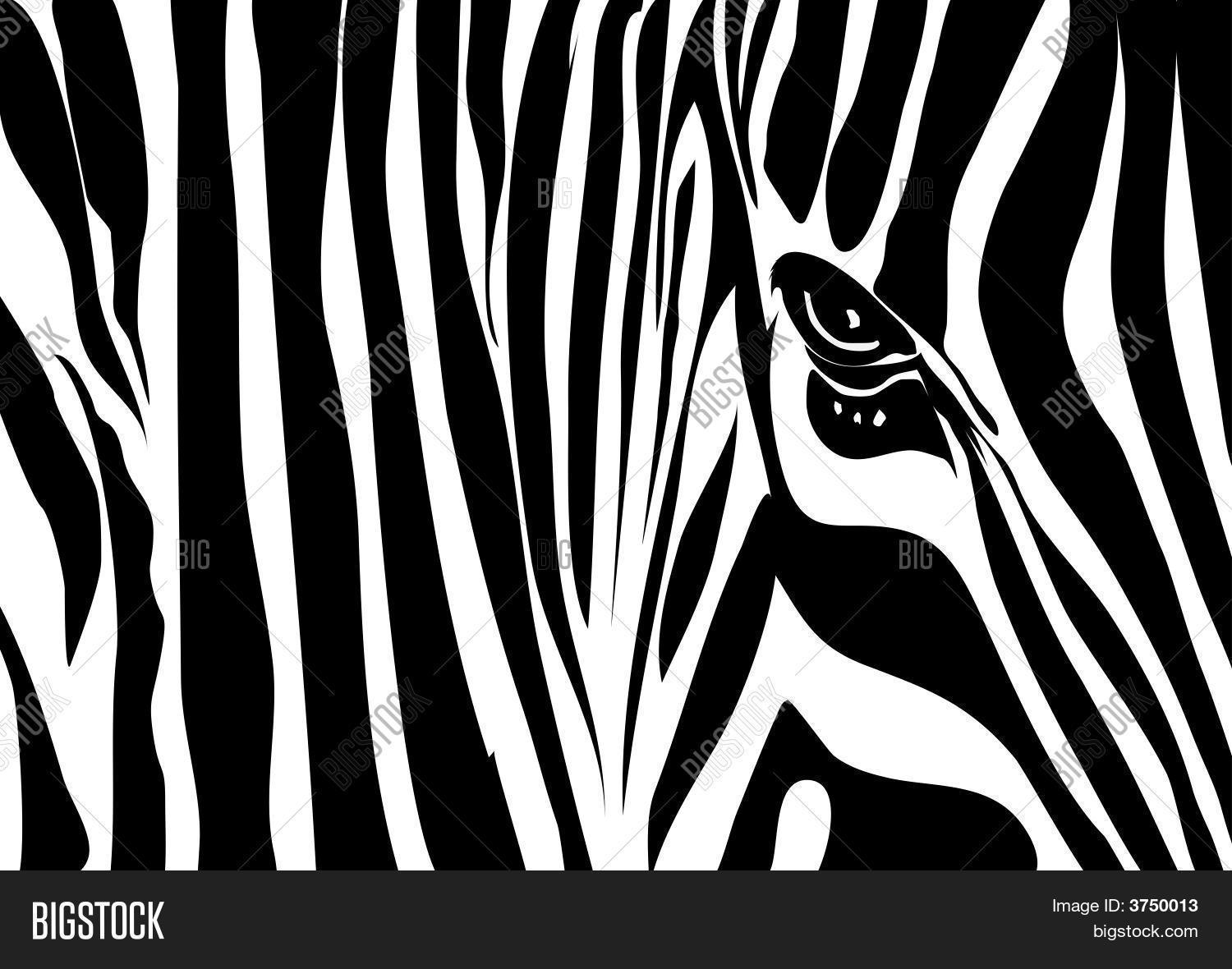 Zebra Texture Vector & Photo (Free Trial) | Bigstock
