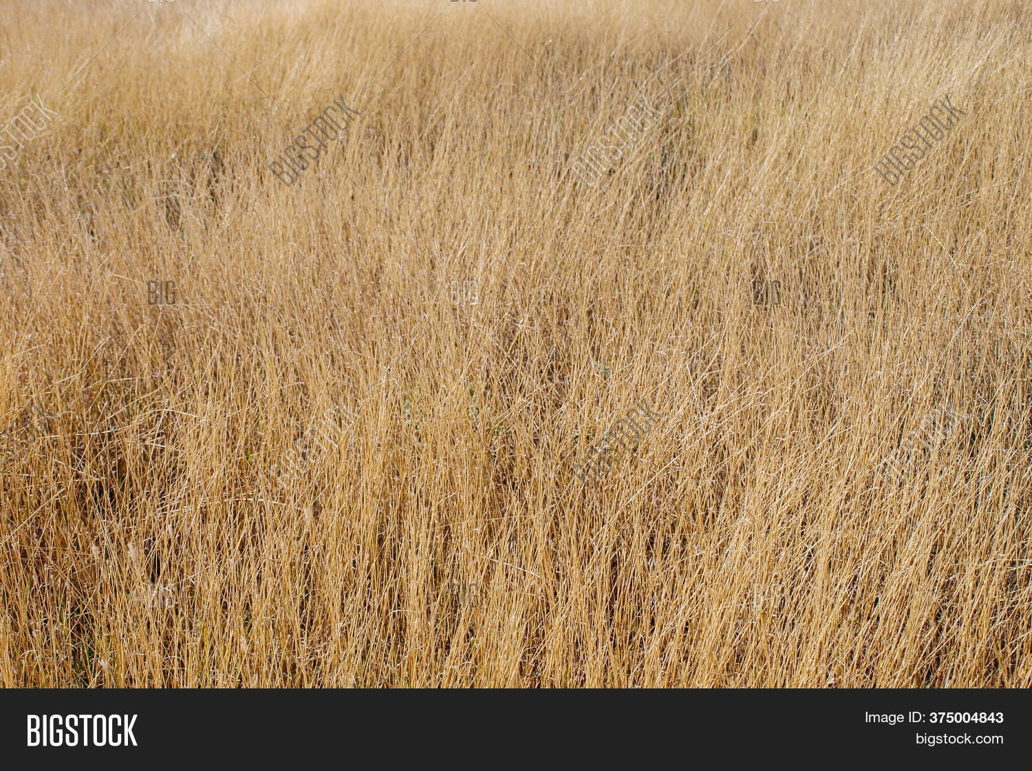 Yellow Field. Dry Image & Photo (Free Trial) | Bigstock