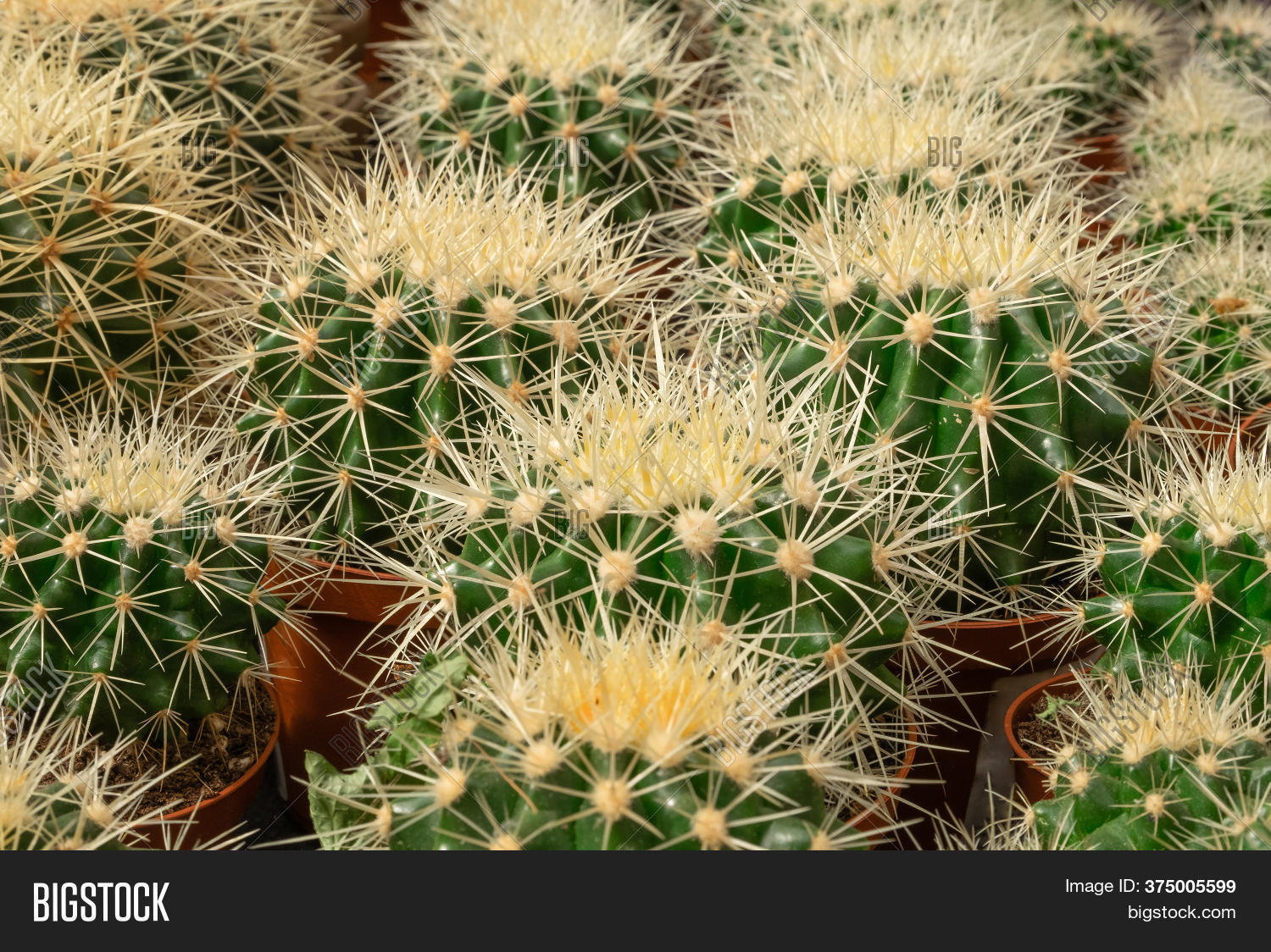 Close- Many Spiky Image & Photo (Free Trial) | Bigstock
