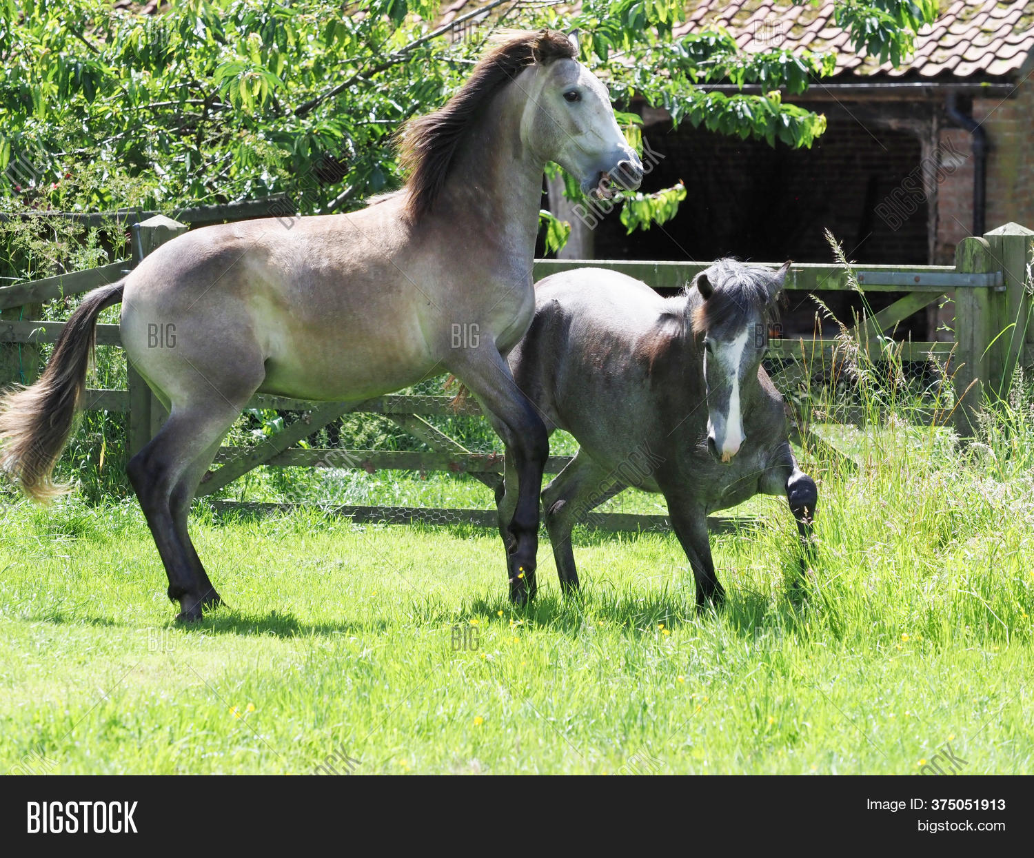 Two Young Colts Play Image & Photo (Free Trial) | Bigstock