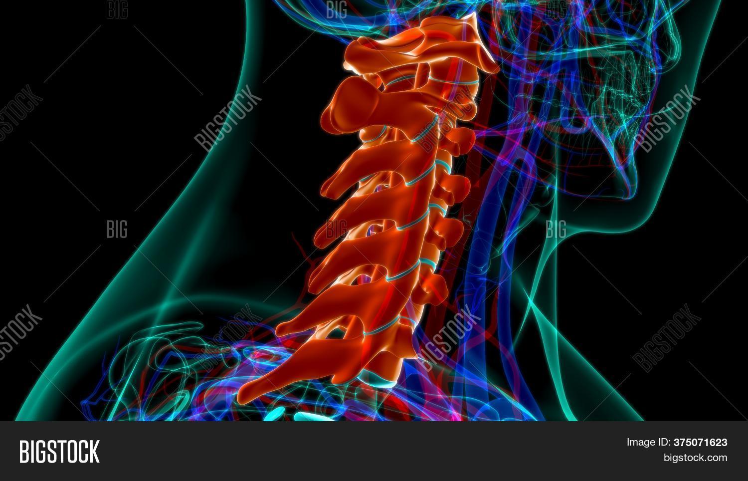 Human Skeleton Image & Photo (Free Trial) | Bigstock