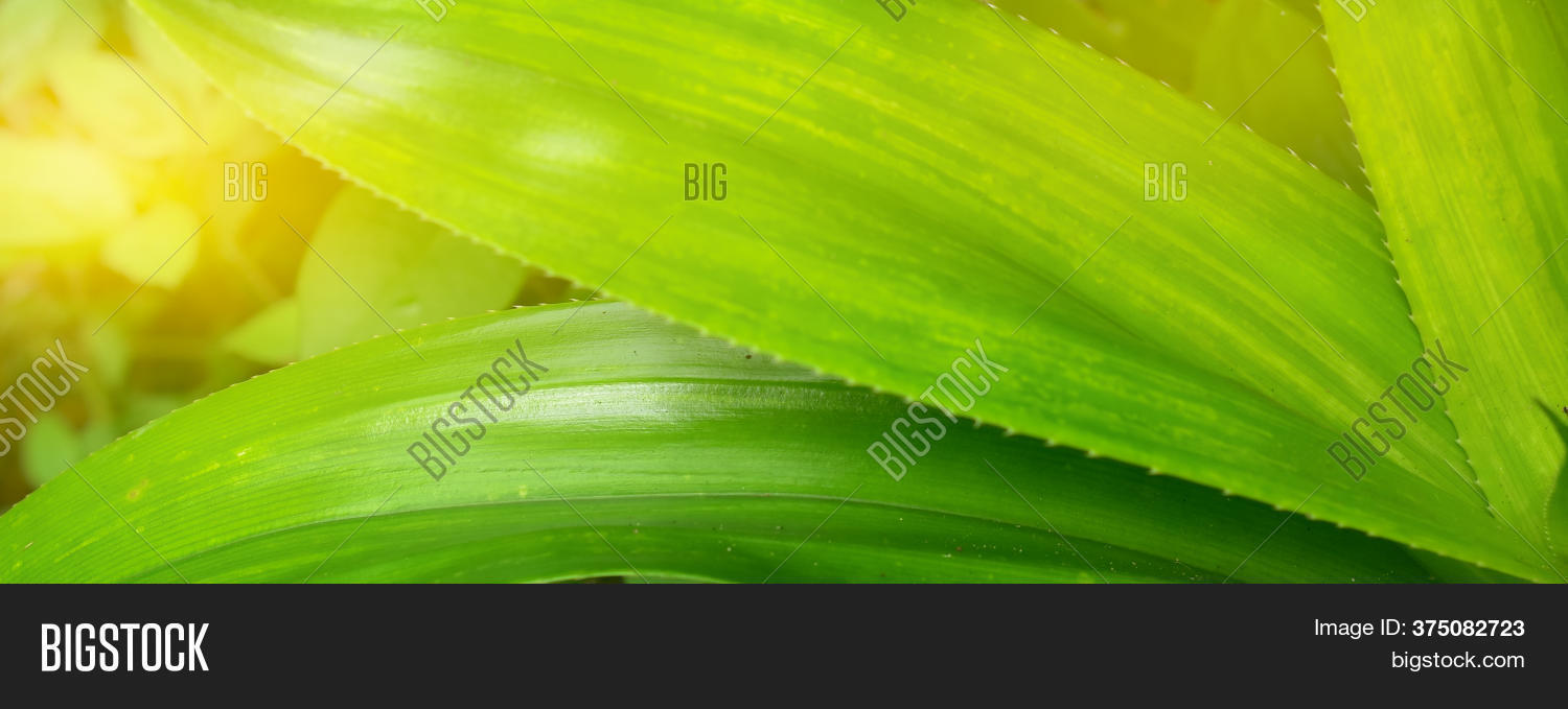 Fresh Green Pandan Image & Photo (Free Trial) | Bigstock