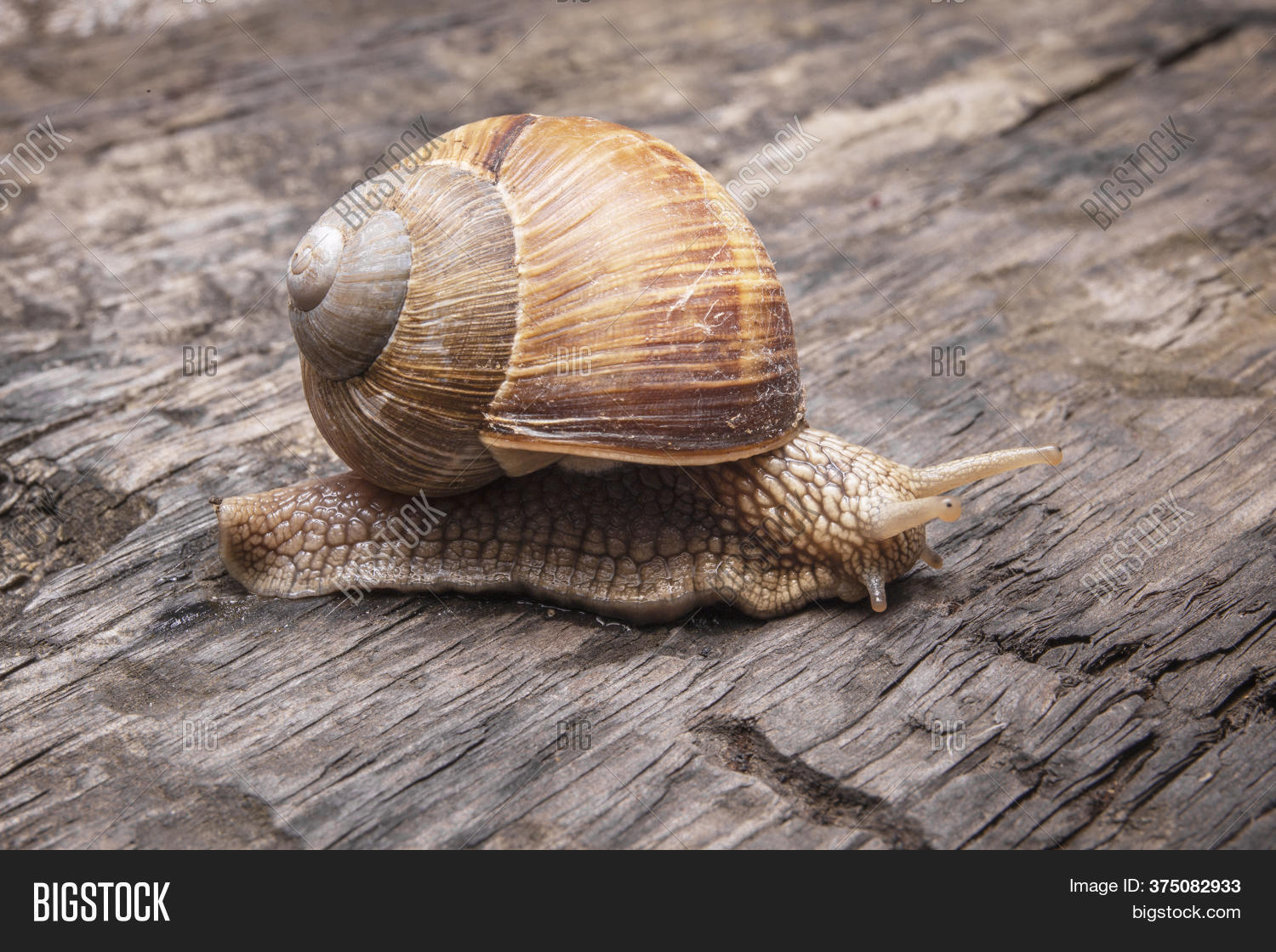 Snail On Wooden Table Image & Photo (Free Trial) | Bigstock