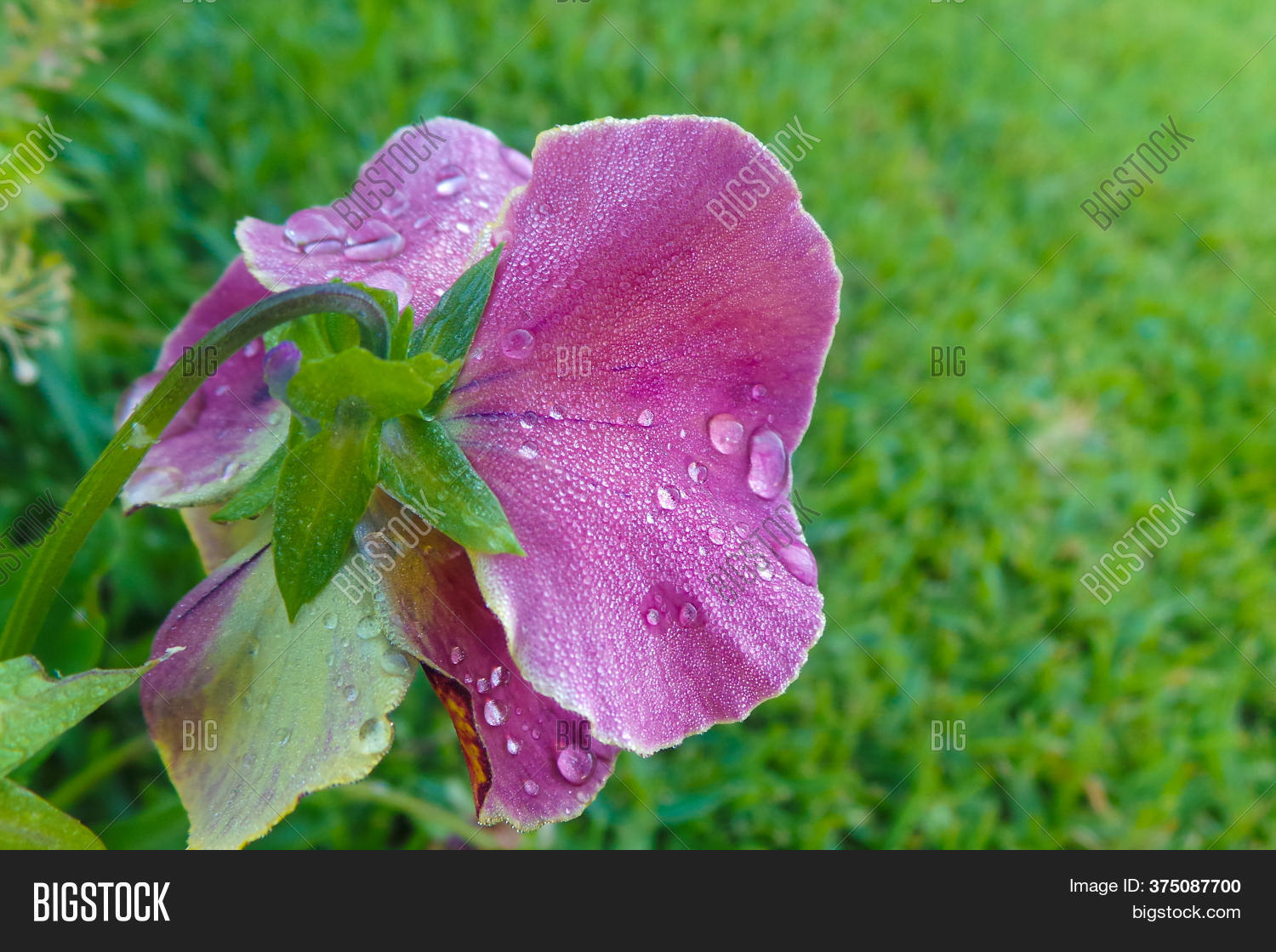 Beautiful Purple Image & Photo (Free Trial) | Bigstock