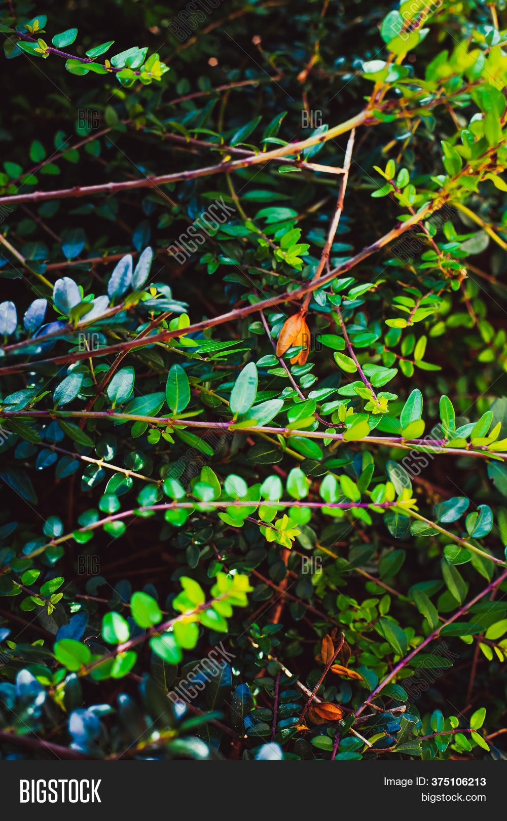 Branches Tree Small Image & Photo (Free Trial) | Bigstock