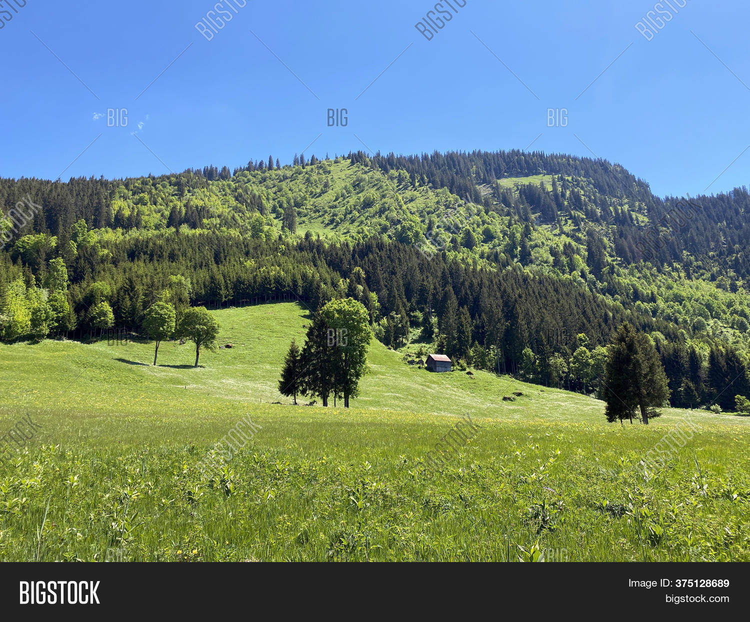 Alpine Pastures Image & Photo (Free Trial) | Bigstock
