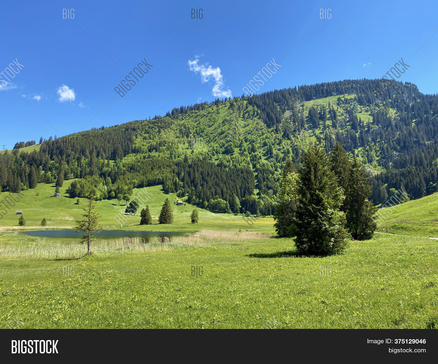 Alpine Pastures Image & Photo (Free Trial) | Bigstock