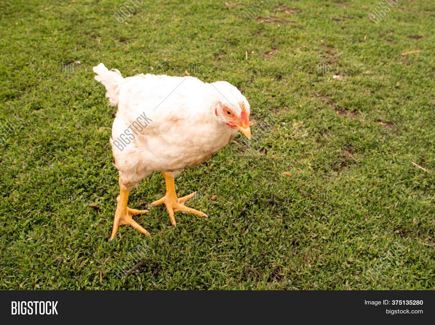 Breeding Broiler Image & Photo (Free Trial) | Bigstock