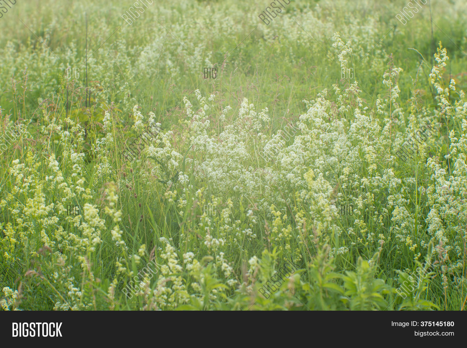 White Wildflowers On Image & Photo (Free Trial) | Bigstock