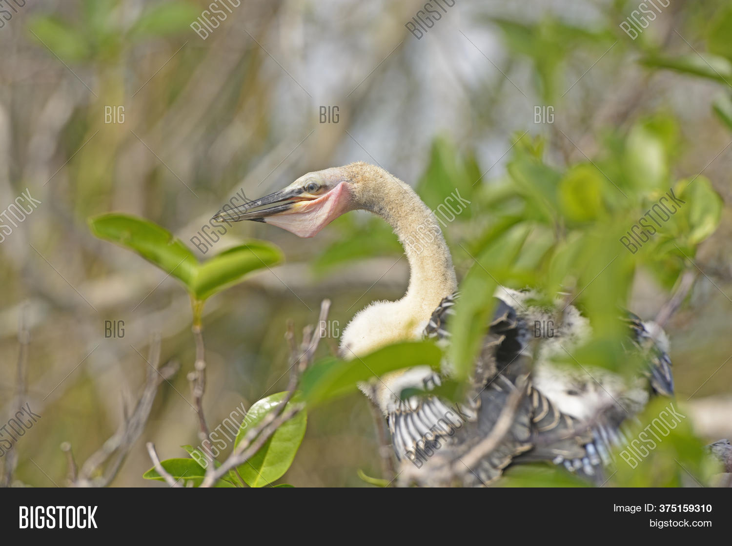 Baby Anhinga Wilds Image & Photo (Free Trial) | Bigstock
