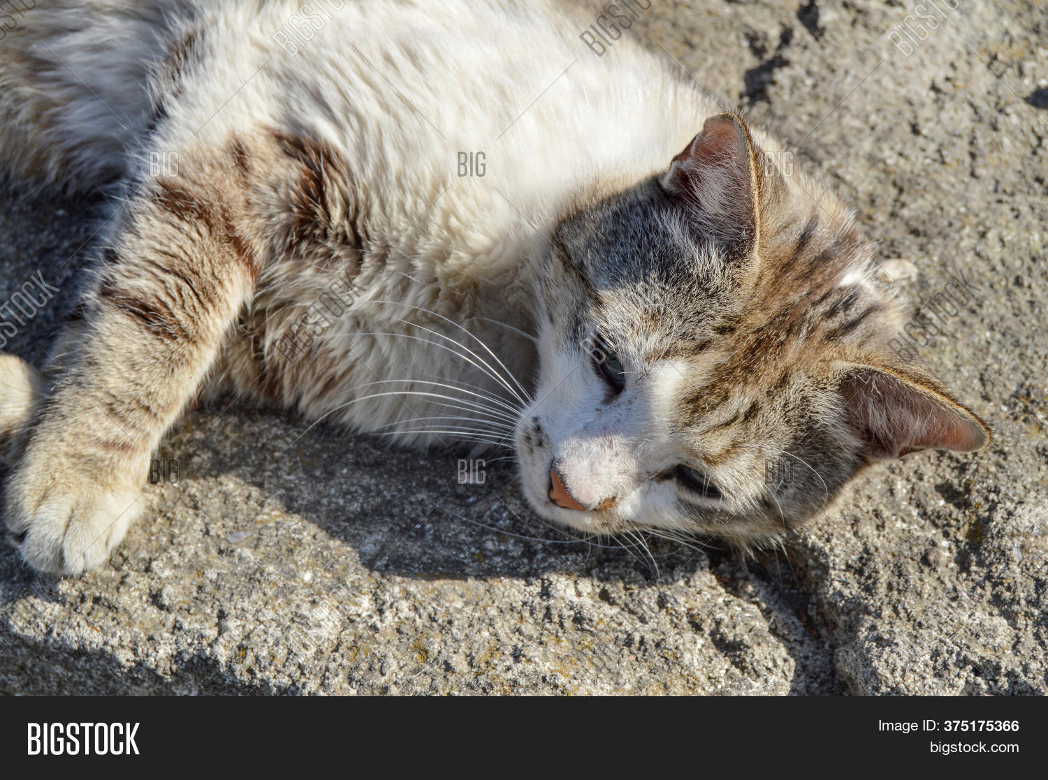 Summer, Cat Very Hot. Image & Photo (Free Trial) | Bigstock