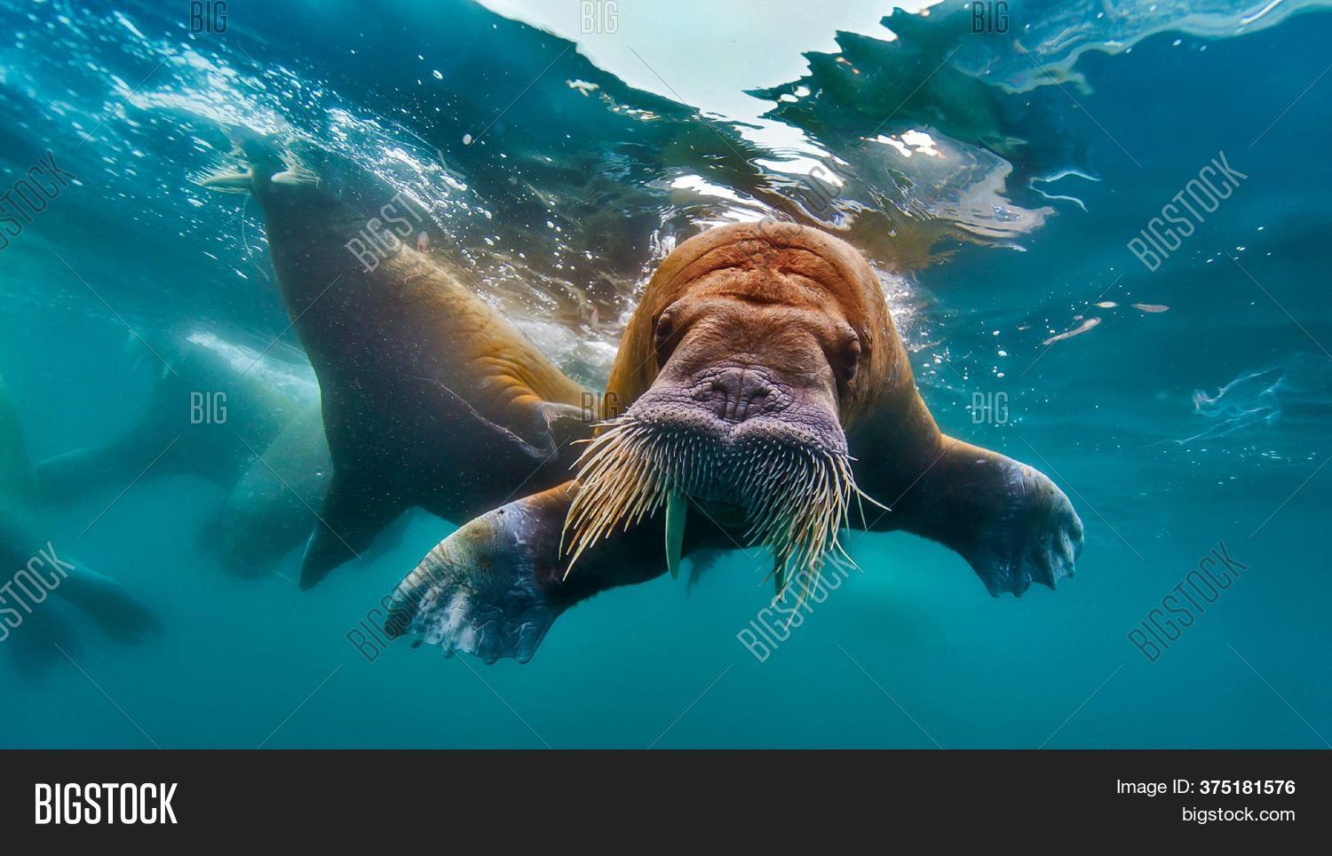 Underwater Walrus Image & Photo (Free Trial) | Bigstock