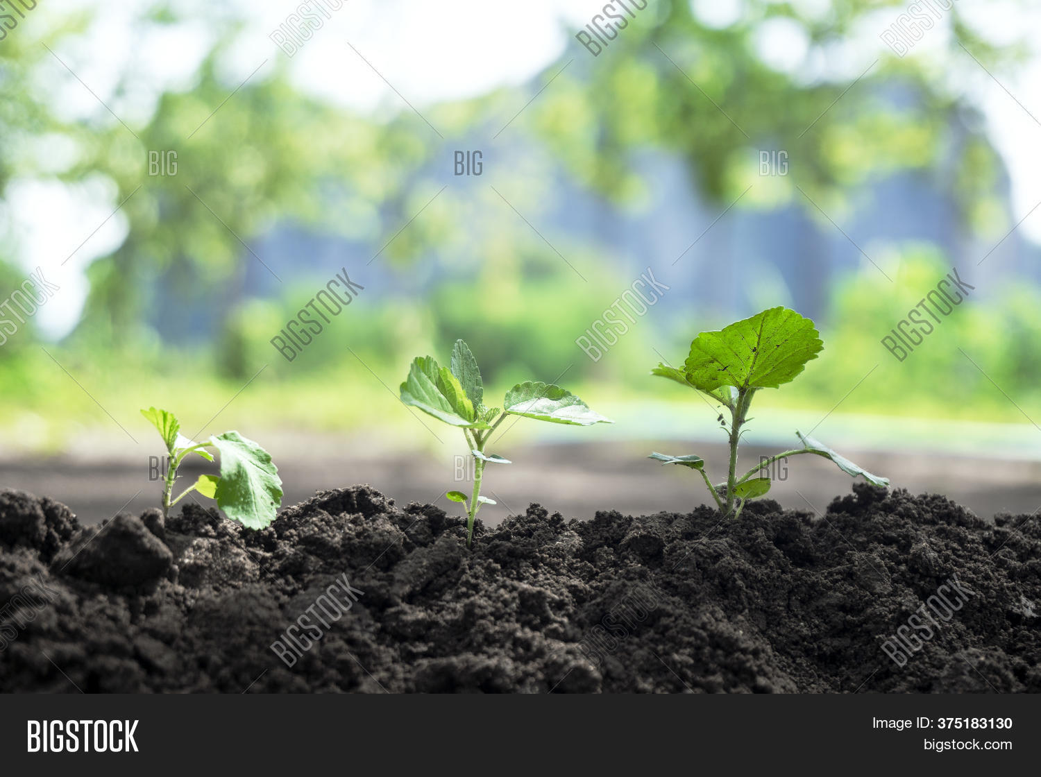 Seedling Three Trees Image & Photo (Free Trial) | Bigstock