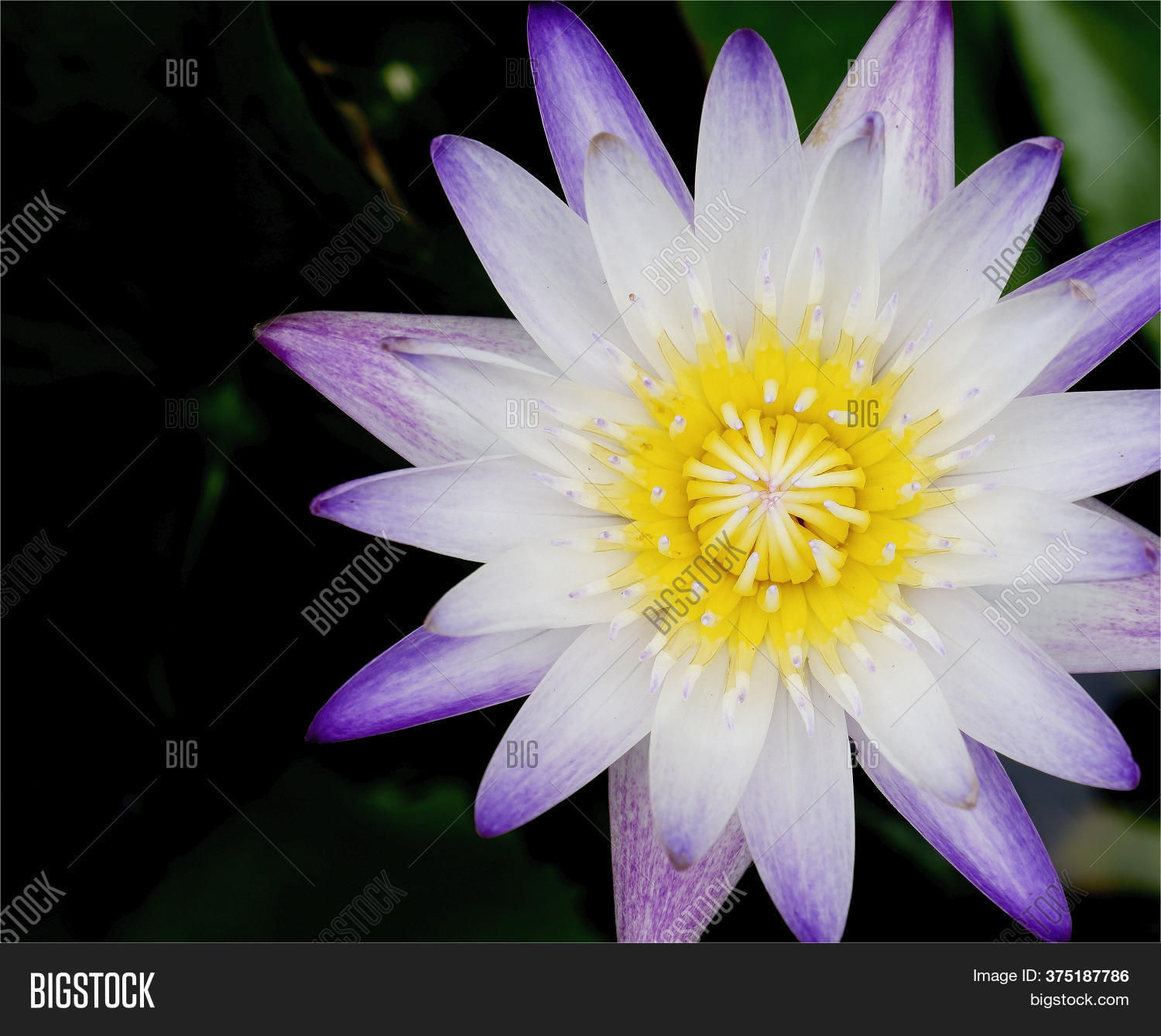 Purple Lotus Blooming Image & Photo (Free Trial) | Bigstock