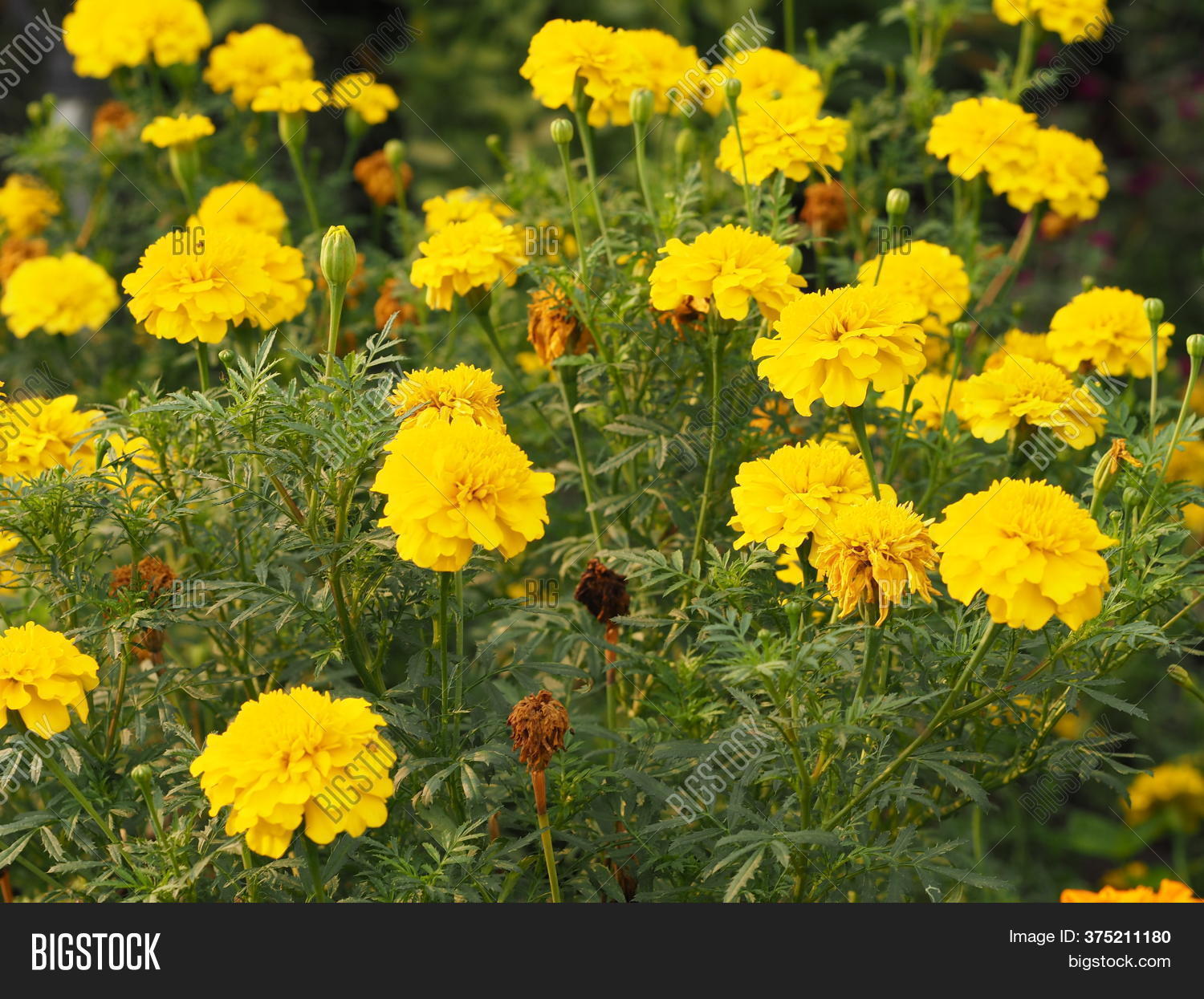 African Marigold, Image & Photo (Free Trial) | Bigstock