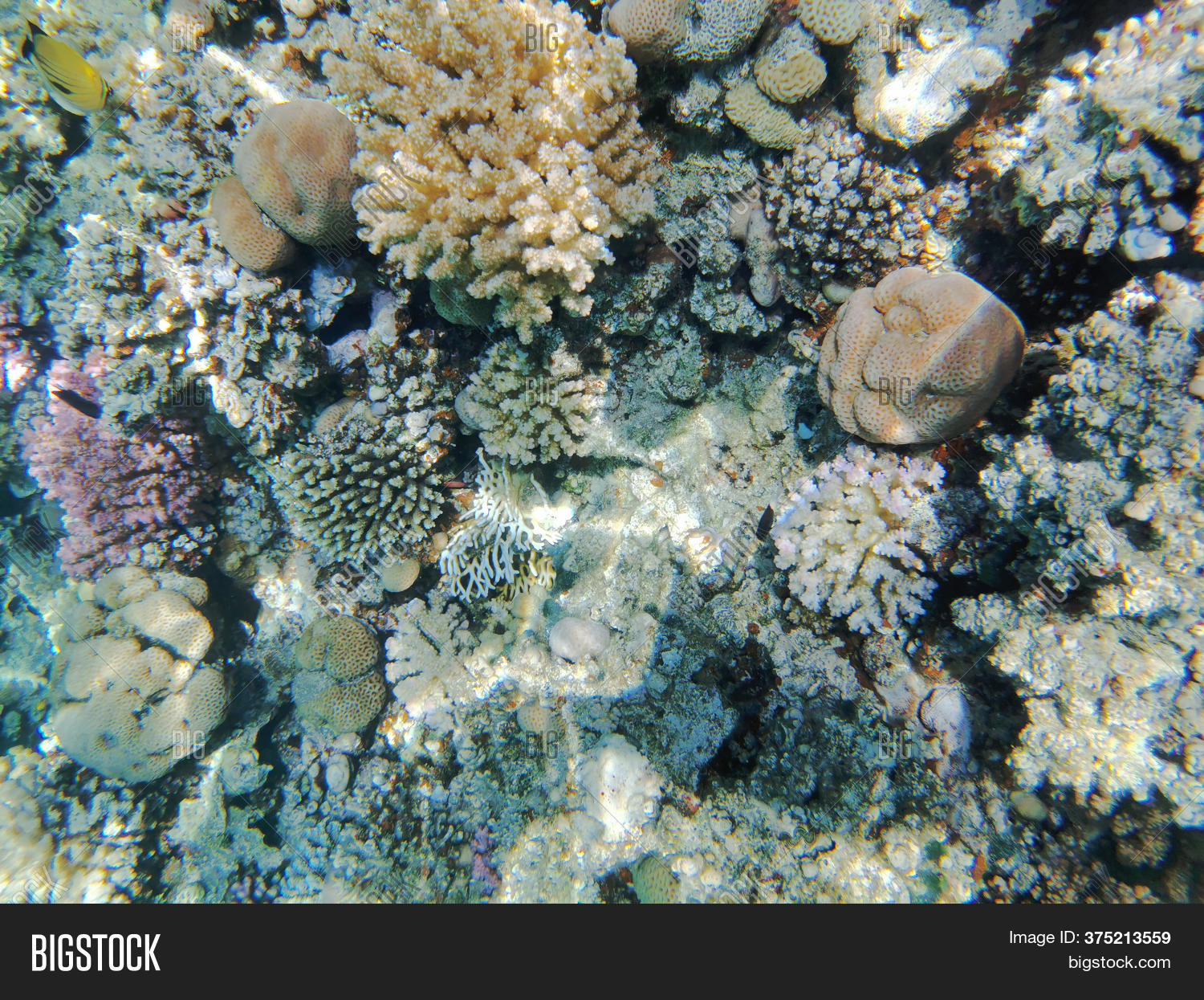Coral Reef Egypt, Image & Photo (Free Trial) | Bigstock