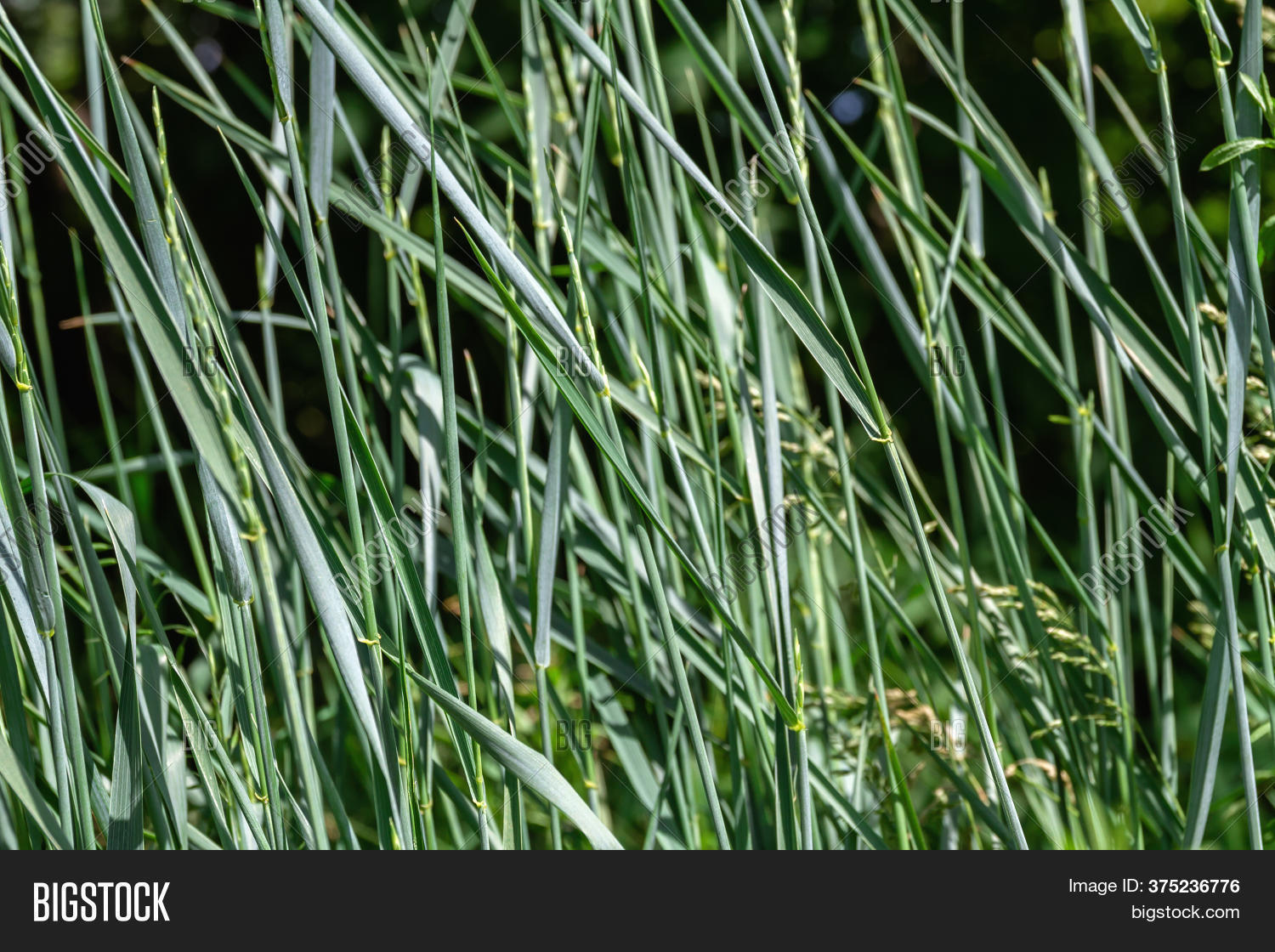Green Grass Swaying Image & Photo (Free Trial) | Bigstock
