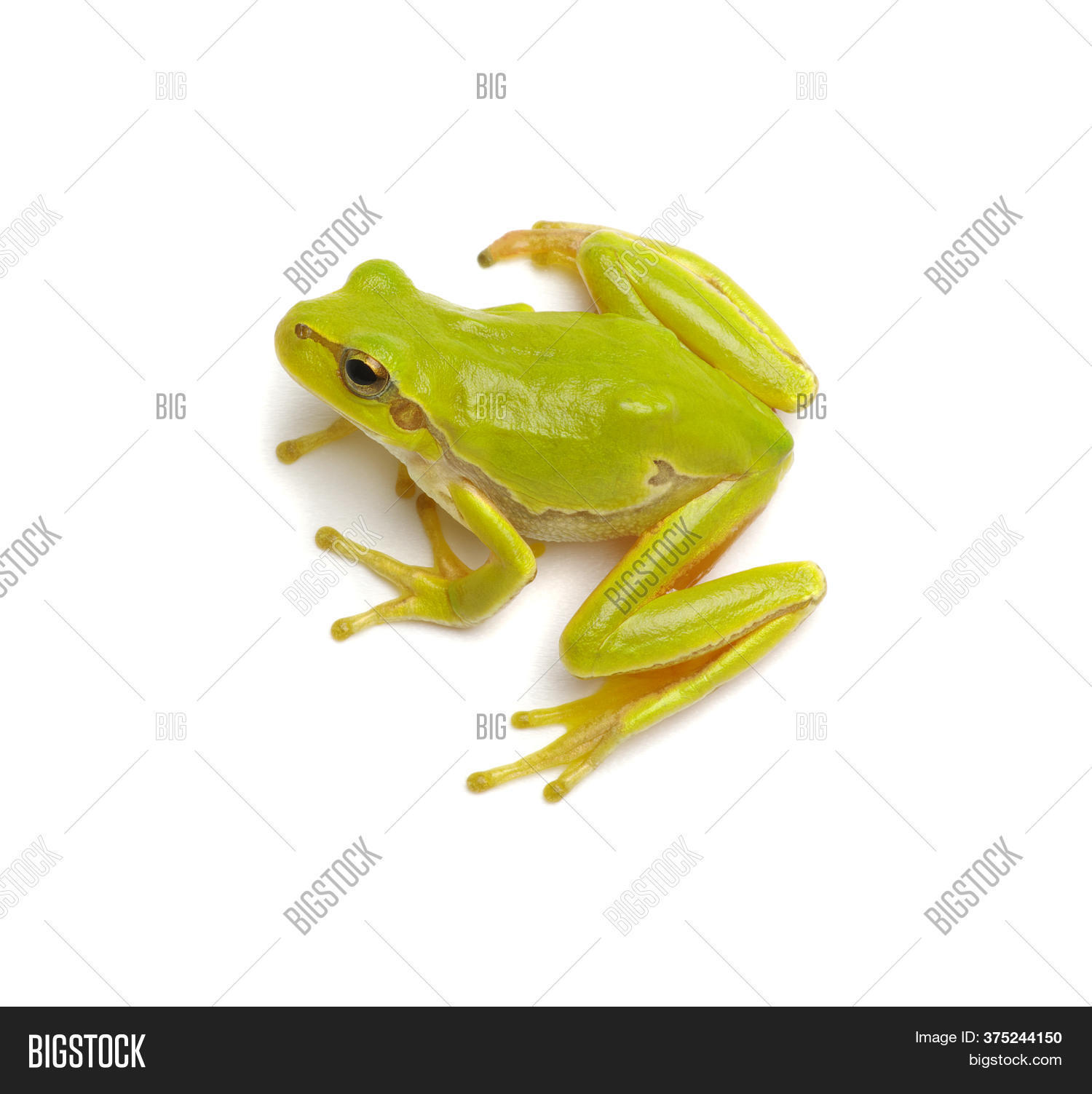 Green Tree Frog Image & Photo (Free Trial) | Bigstock