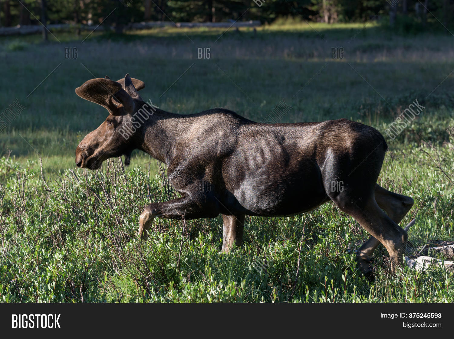 Wild Moose Living Image & Photo (Free Trial) | Bigstock