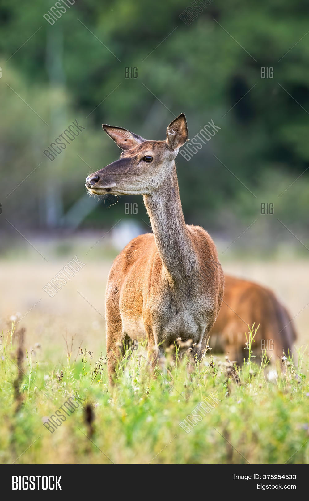 Young Red Deer Hind Image & Photo (Free Trial) | Bigstock