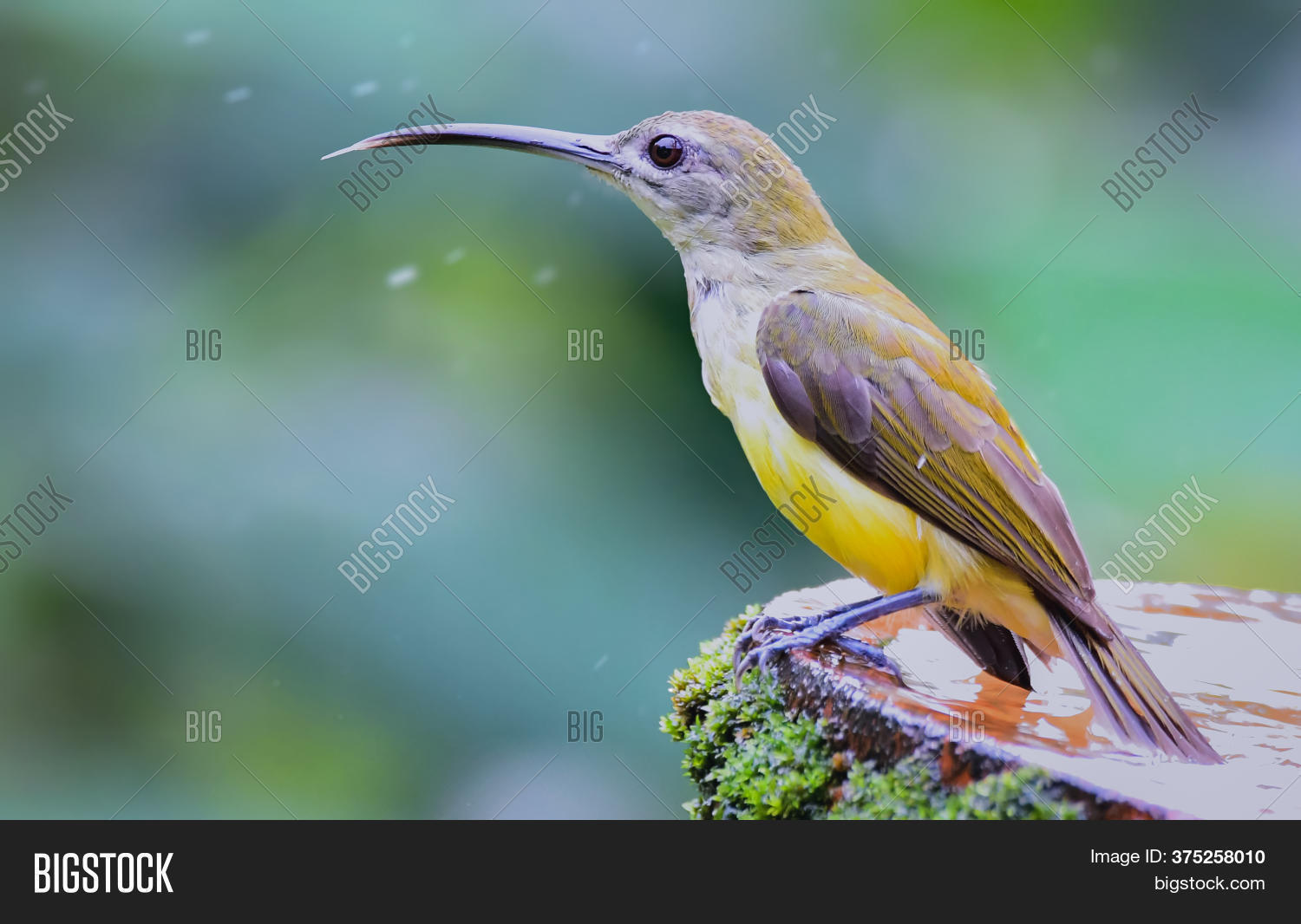 Little Spiderhunter Image & Photo (Free Trial) | Bigstock