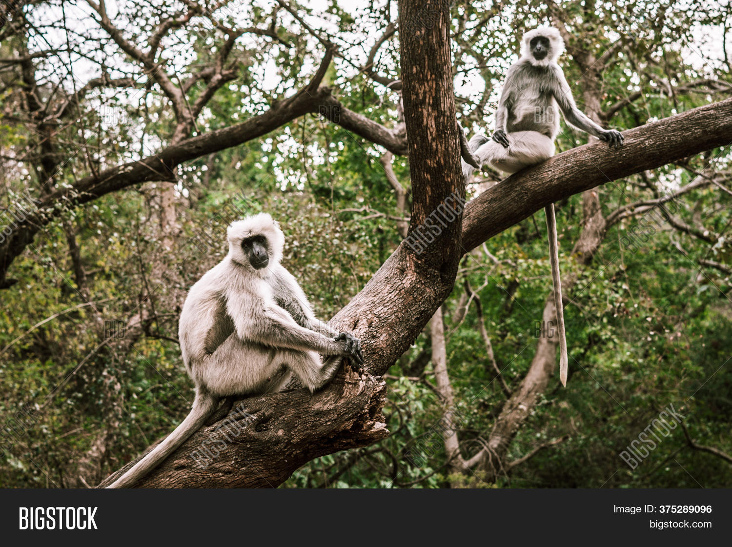 Big Gray Monkeys Long Image & Photo (Free Trial) | Bigstock
