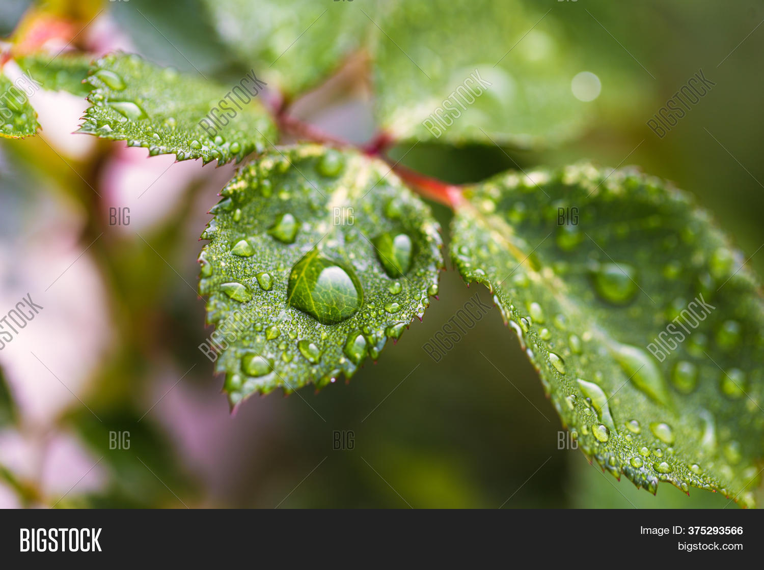 Water Drop On Leaf Image & Photo (Free Trial) | Bigstock