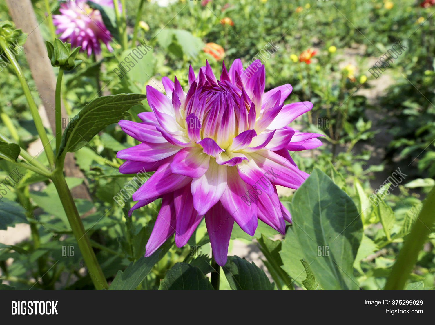 Dahlia Lovely Big Image & Photo (Free Trial) | Bigstock